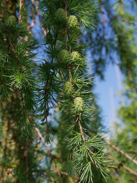 Larix kaempferi 'Pendula Boomaerts' | Pinaceae - Van den Berk Nurseries